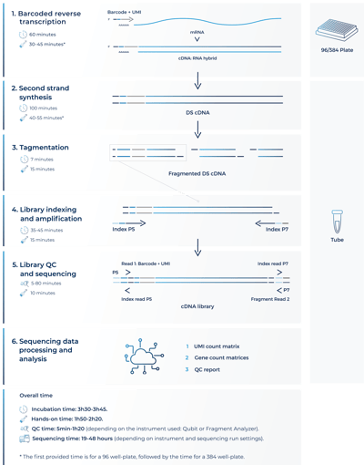 MERCURIUS™ BRB-seq kit for Illumina® | Alithea Genomics