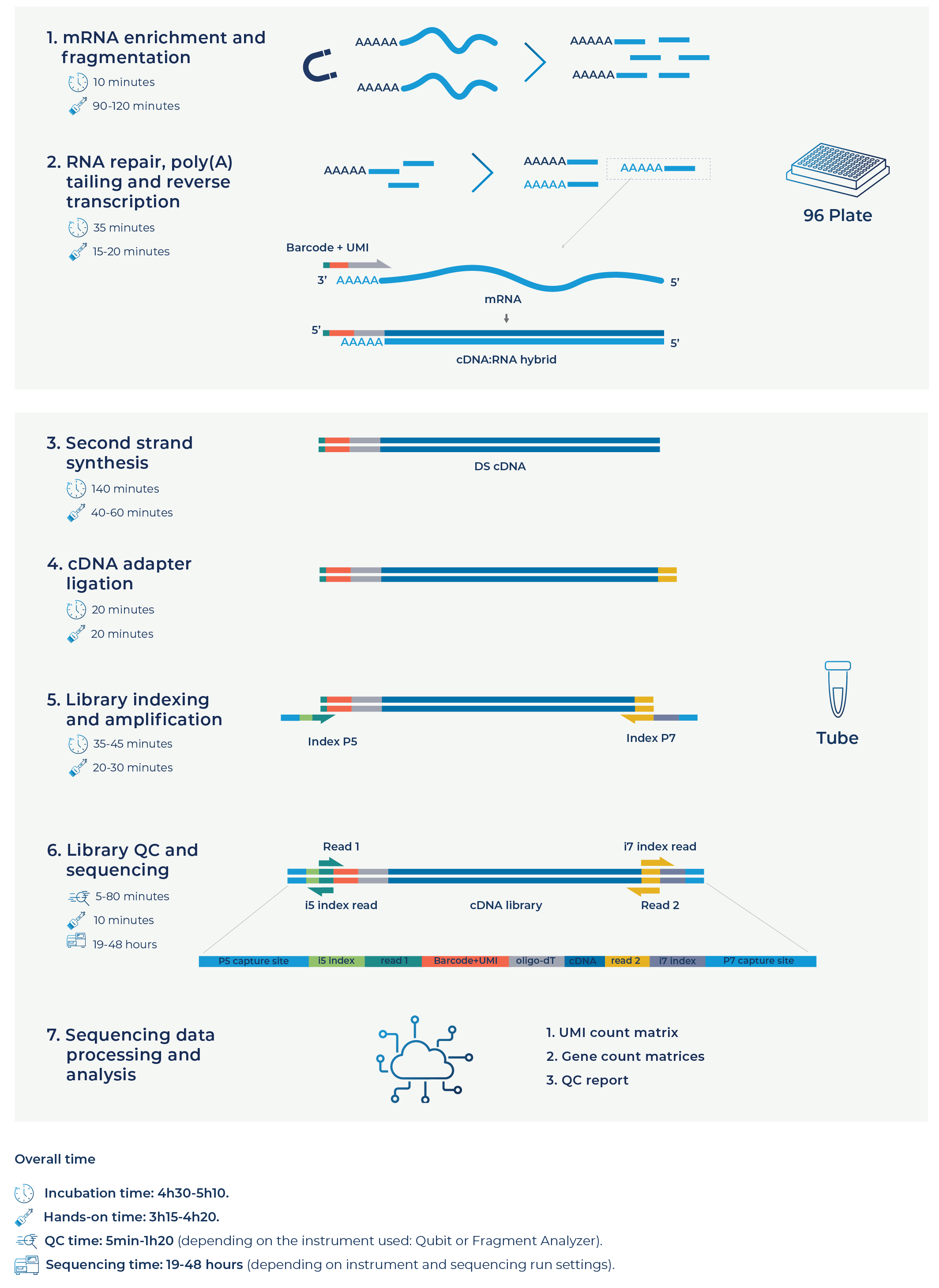 Full-Length BRB-seq vs Standard Full-Length mRNA-seq: how do they compare?
