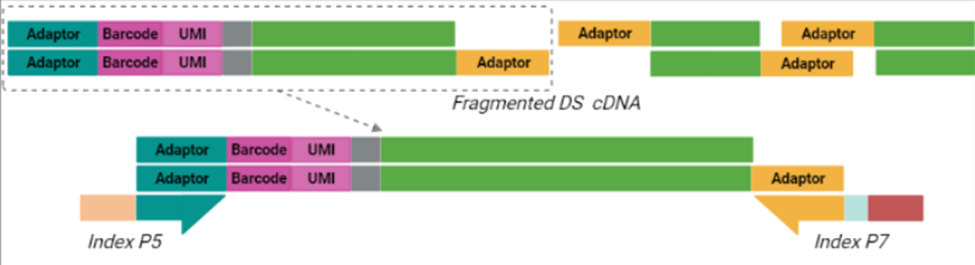 What is BRB-seq? | Alithea Genomics