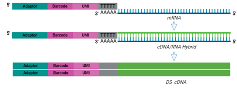 What is BRB-seq? | Alithea Genomics