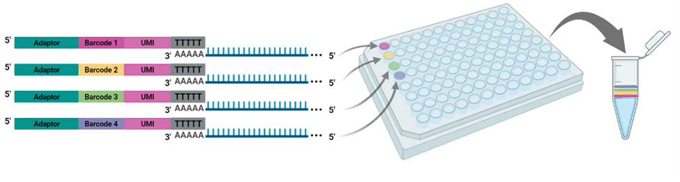 What is BRB-seq? | Alithea Genomics