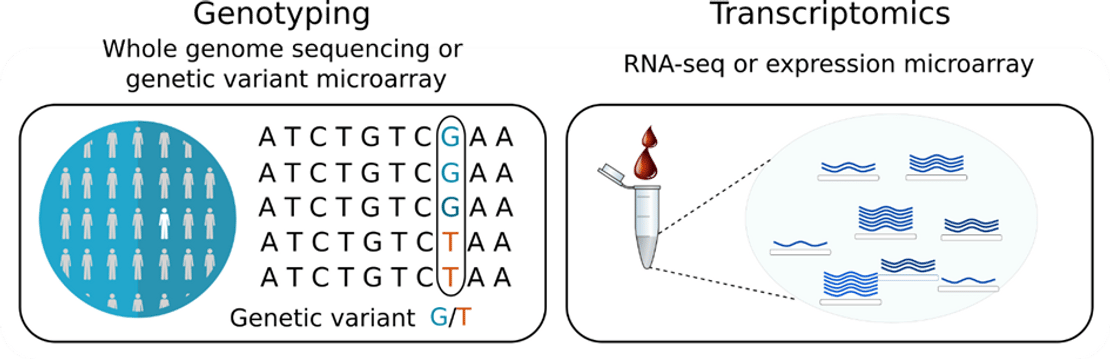 RNA-seq helps uncover the genetic regulation of blood cells