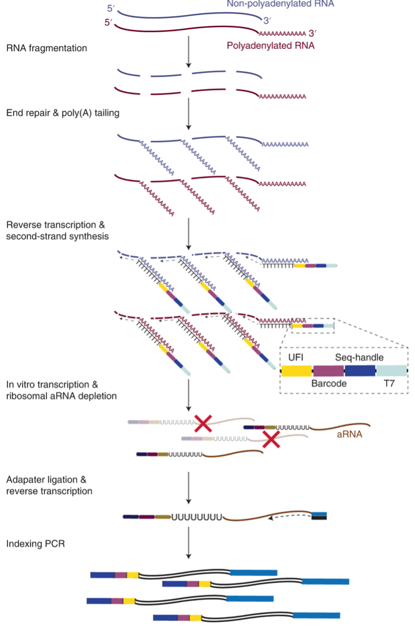 Comparing FLASH-seq and VASA-seq
