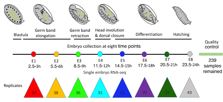 BRB-seq uncovers novel features of fruit fly embryogenesis | Alithea