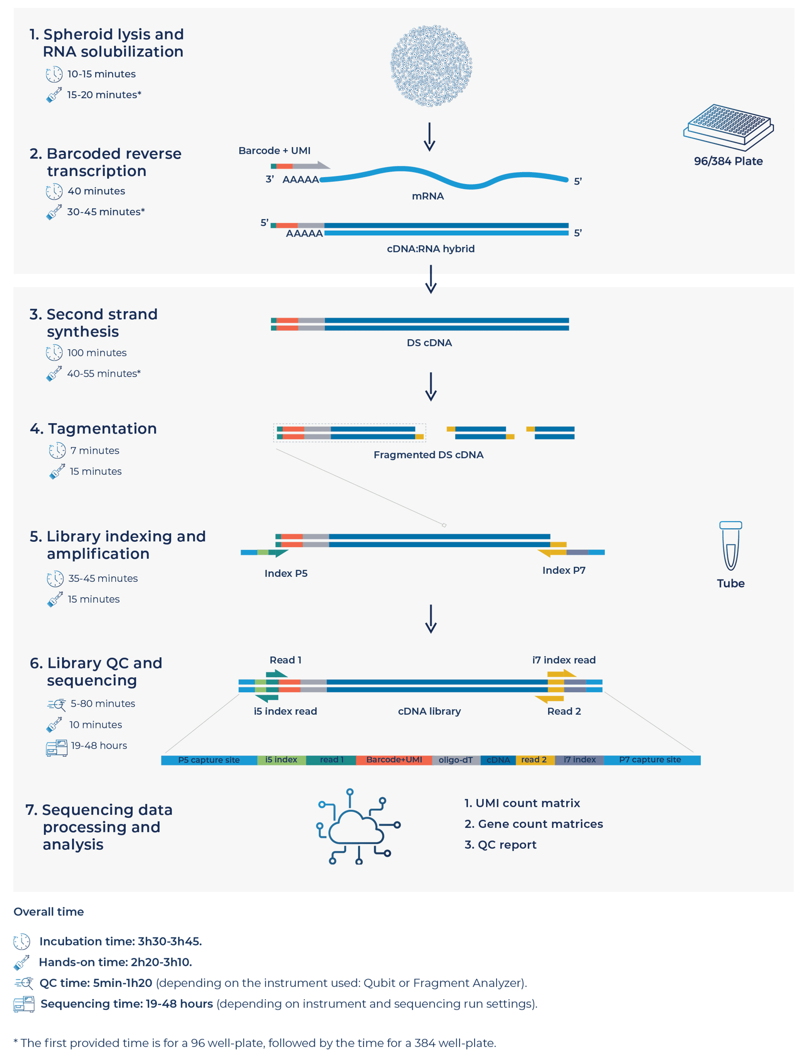 MERCURIUS™ Spheroid DRUG-Seq-kits | Extraction-free library preparation ...