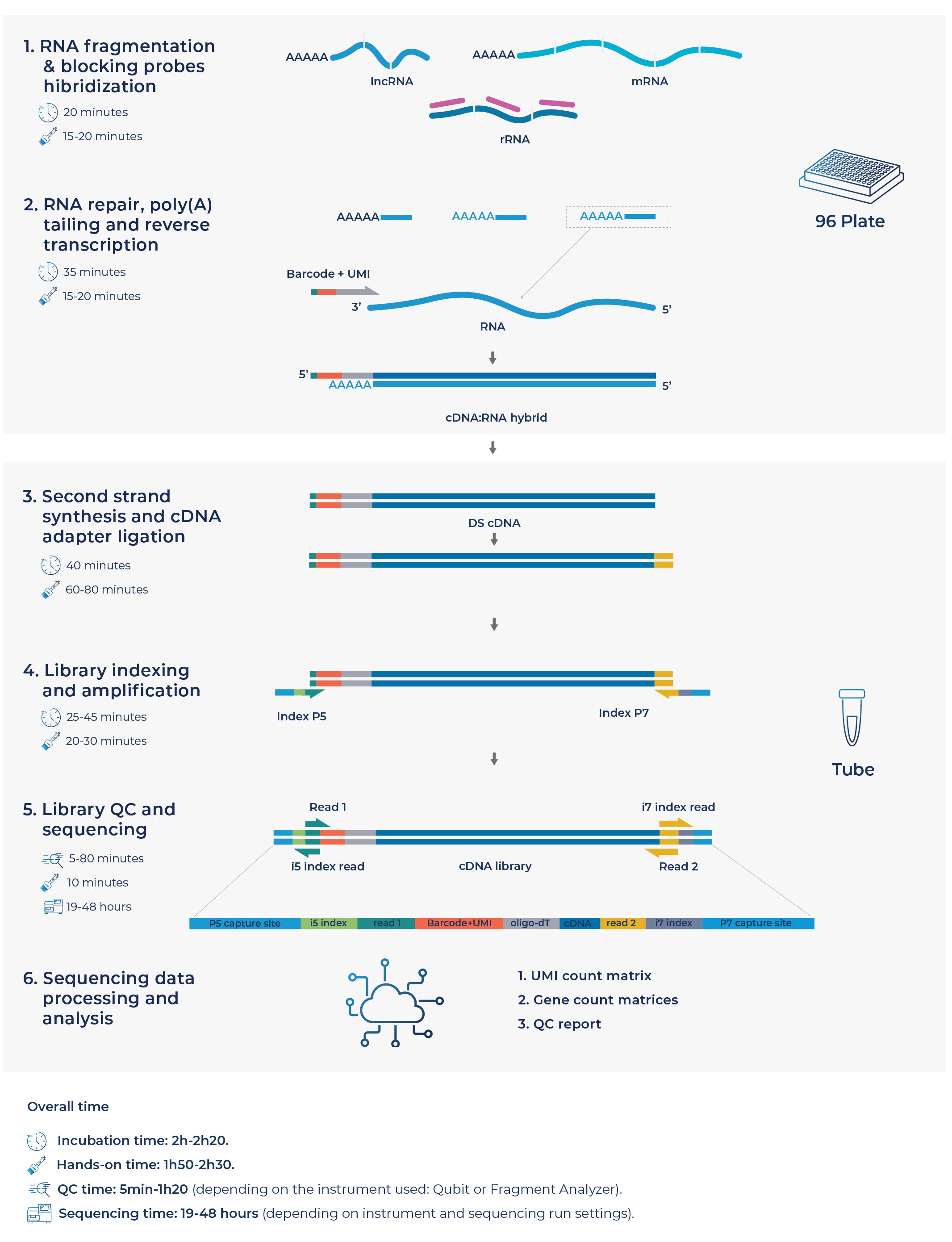 MERCURIUS™ Total BRB-Seq-kits | Full-Length Transcriptome Screening