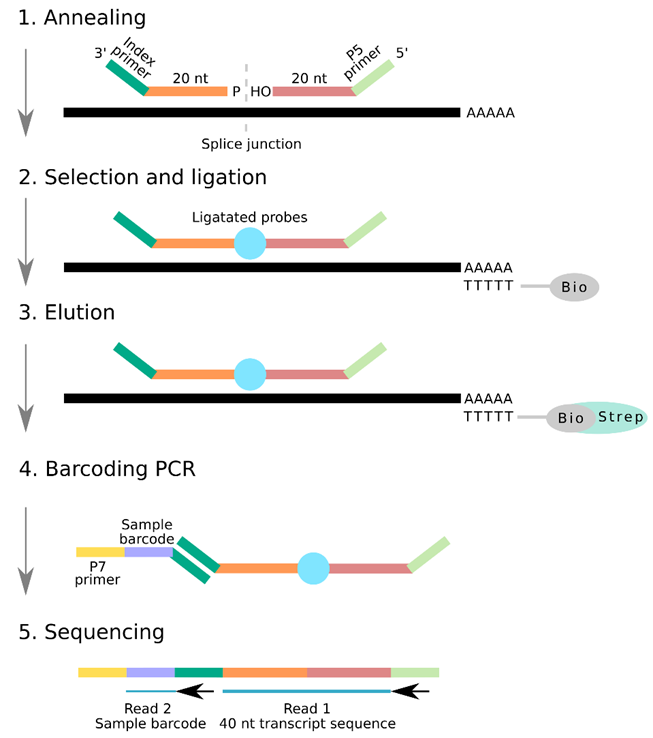 How RASL-seq Works
