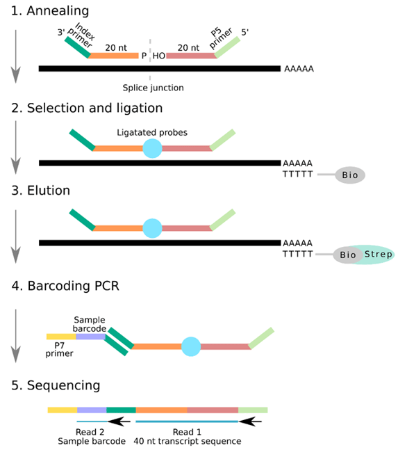 How RASL-seq Works How RASL-seq Works